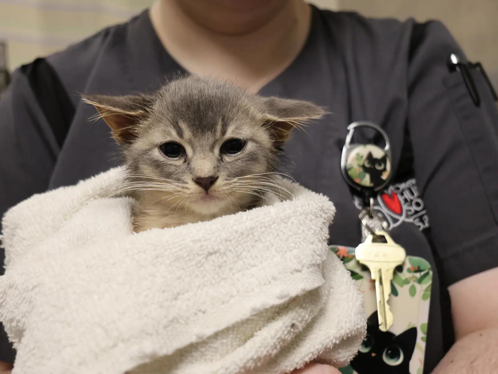 19 Kittens, Abandonment and Community