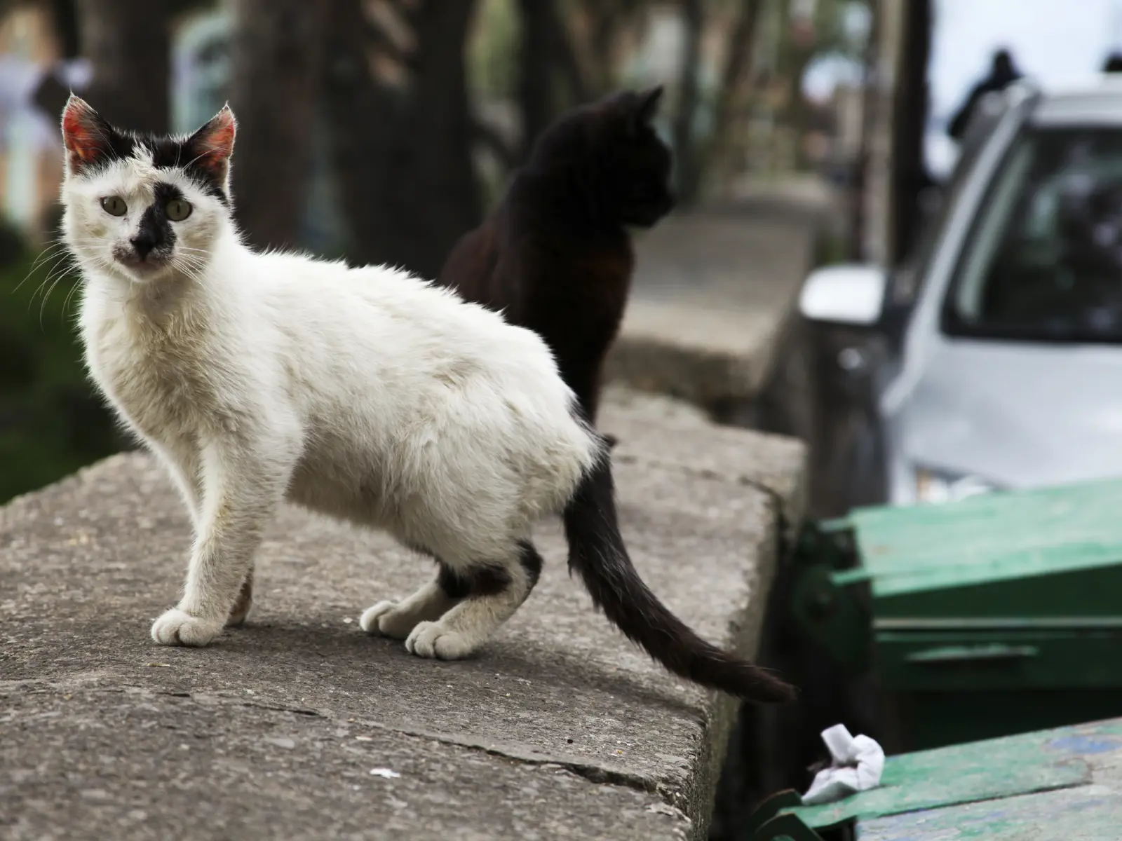 Advocate for Animals - Ottawa Humane Society