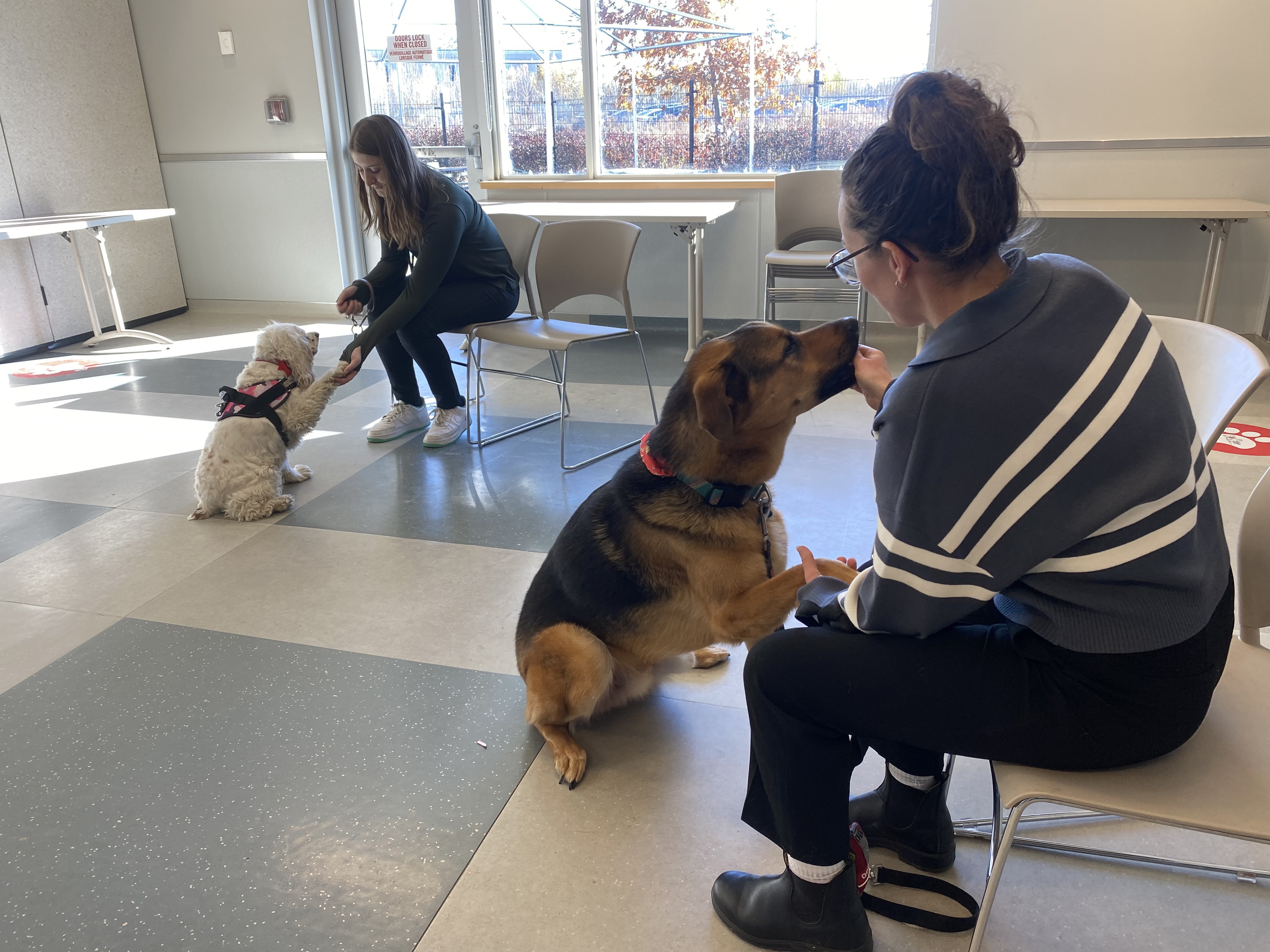 Dog Training - Ottawa Humane Society