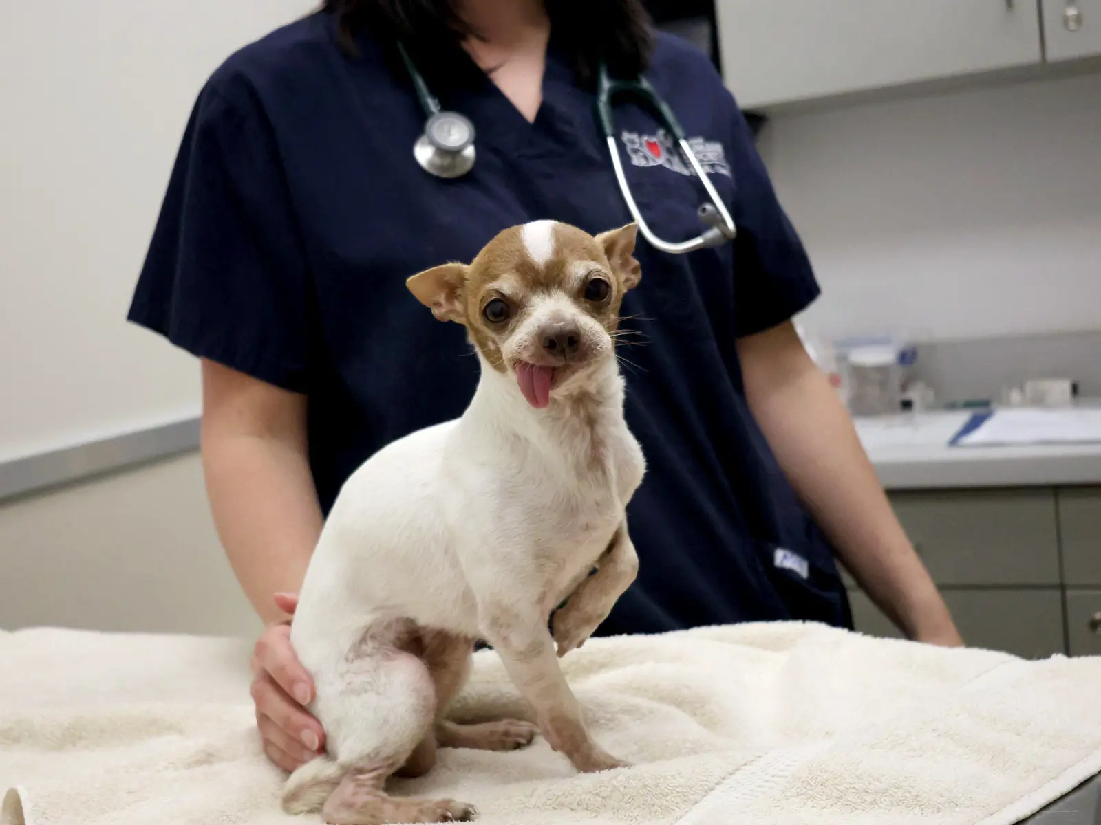 Mission and Vision - Ottawa Humane Society