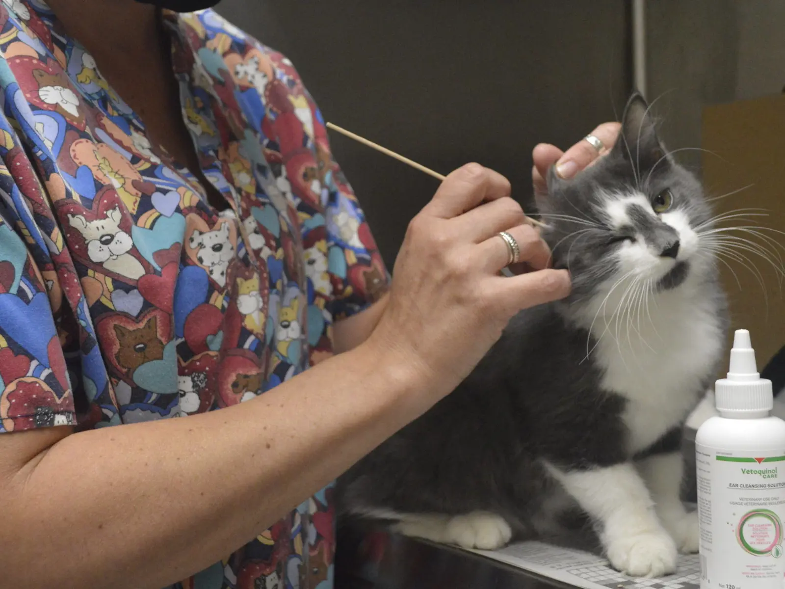 Careers at the Ottawa Humane Society