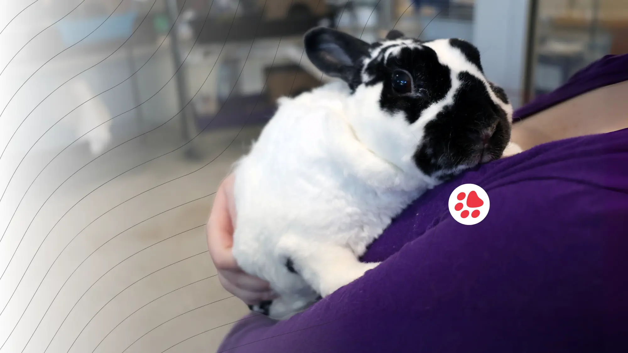 Adoptable Rabbits and More - Ottawa Humane Society
