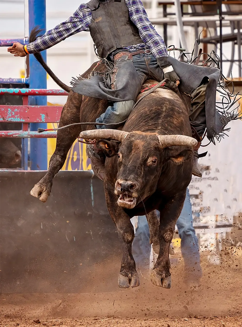 A Load of Bull