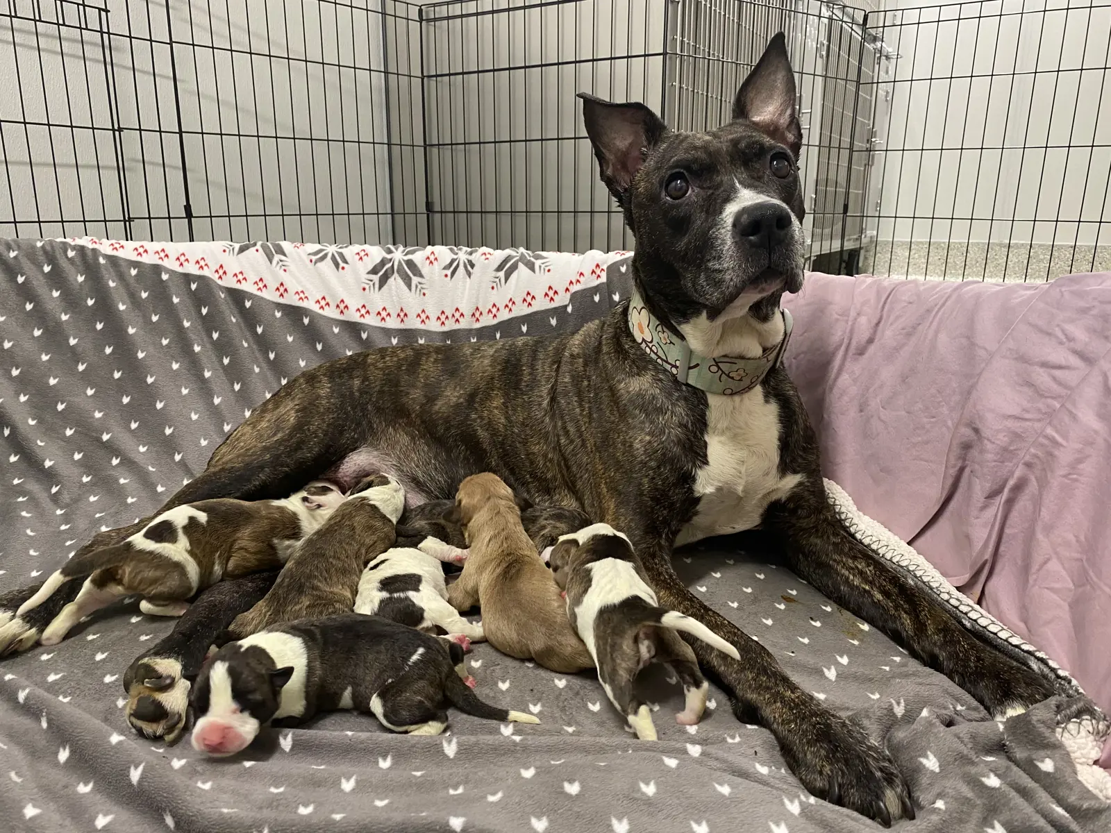 Advocate for Animals - Ottawa Humane Society