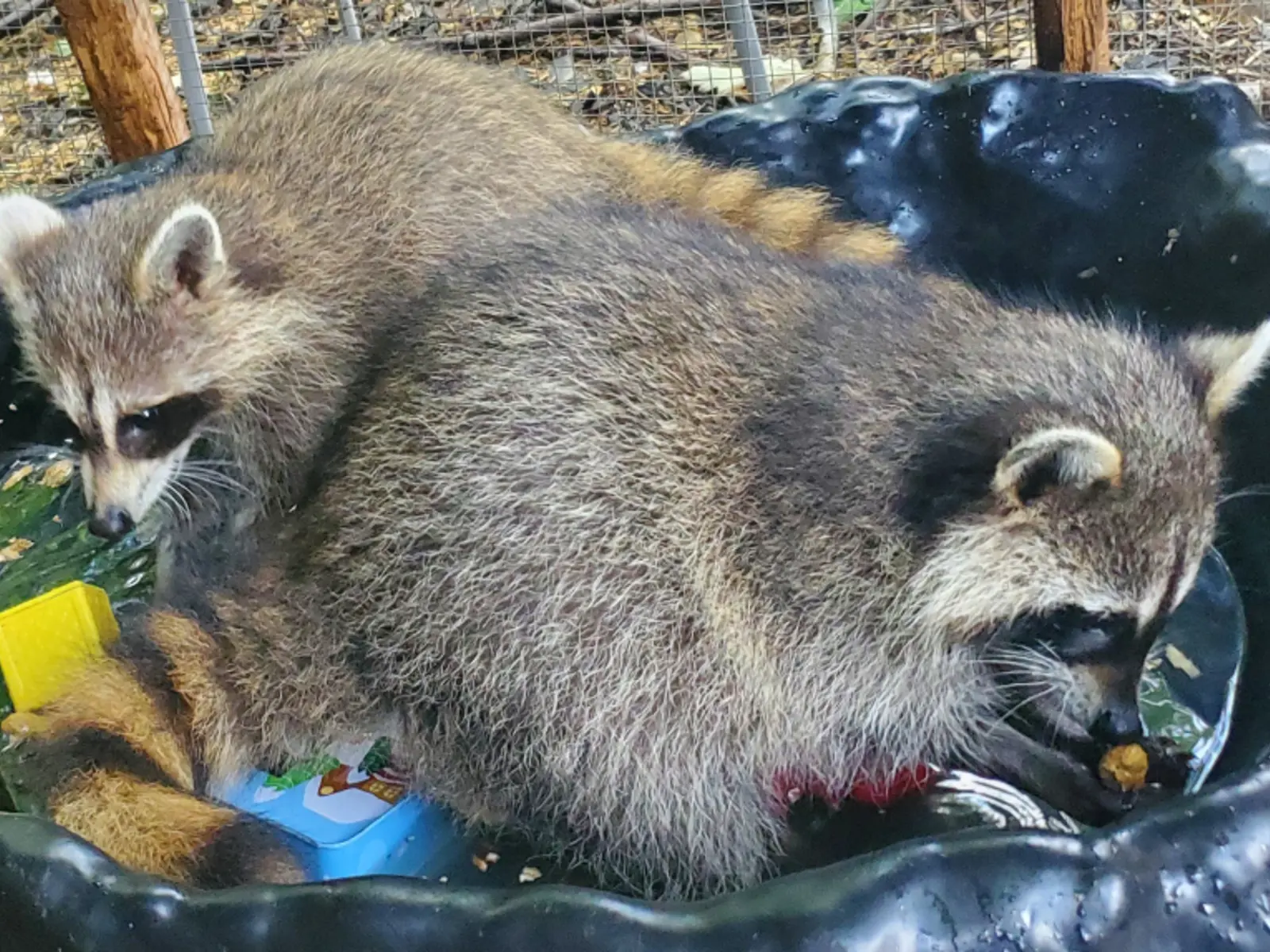 Raccoons Are Not Roommates: A Reminder from the OHS
