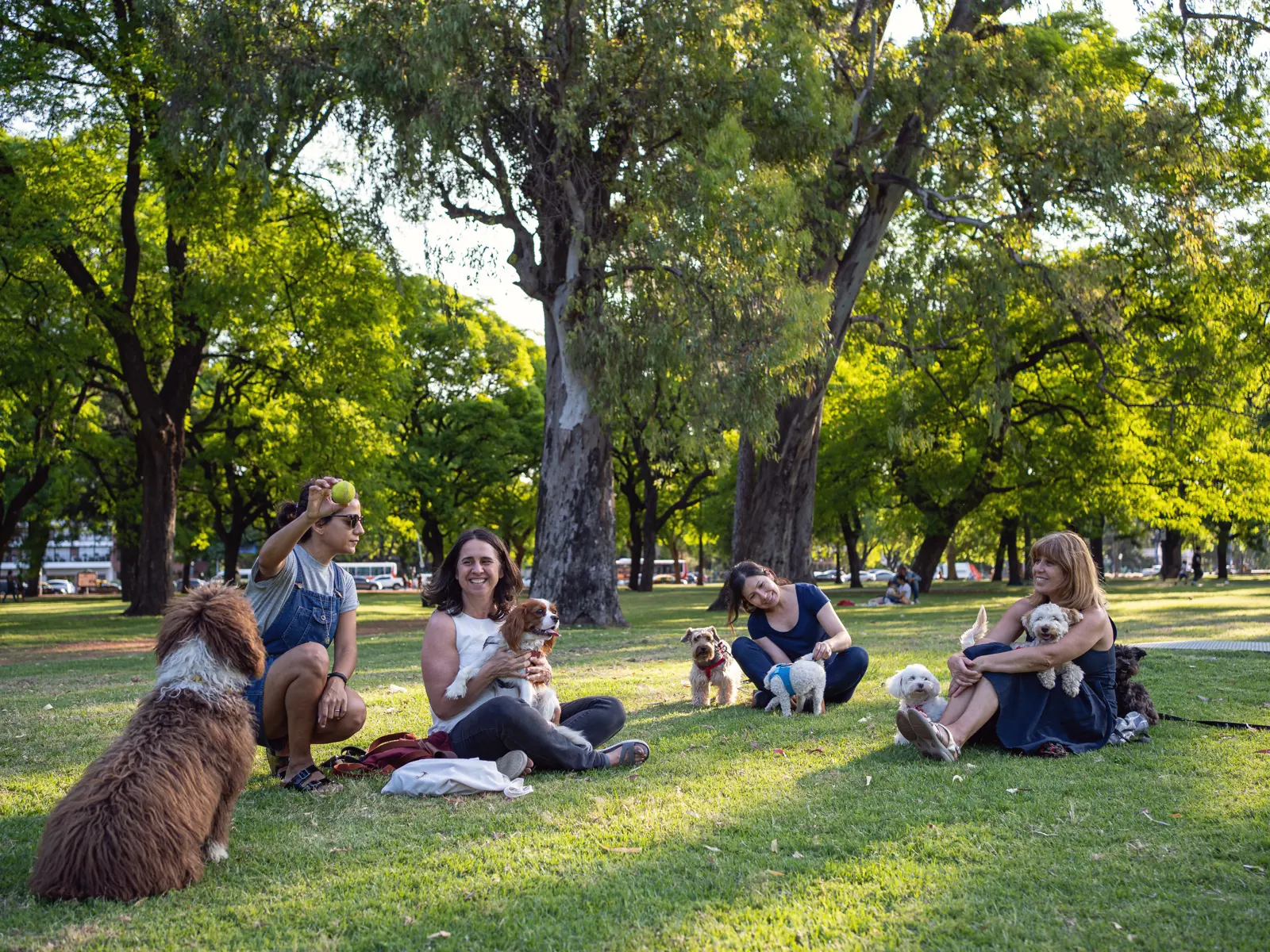 Adopt a Pet - Ottawa Humane Society