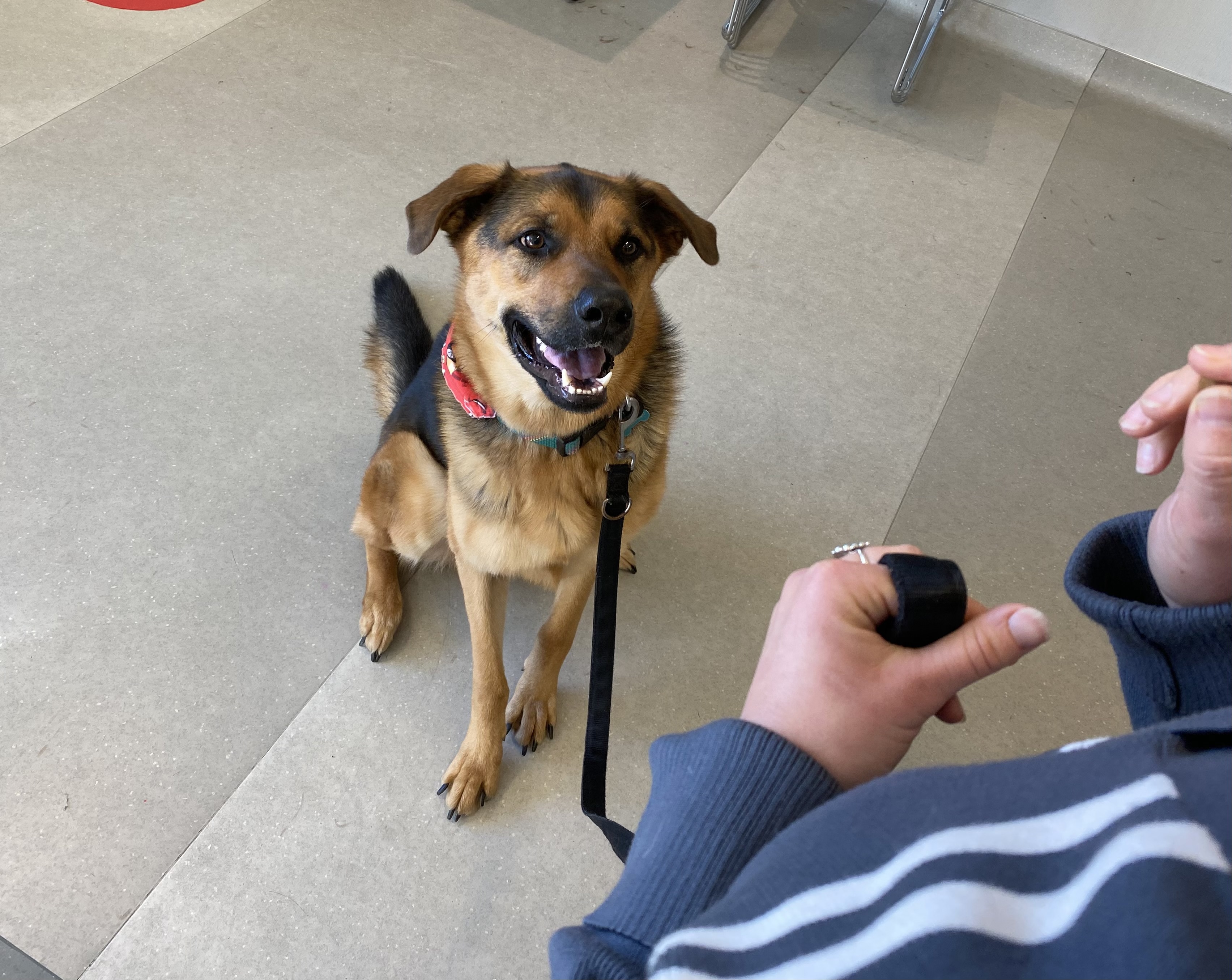 Dog Training - Ottawa Humane Society