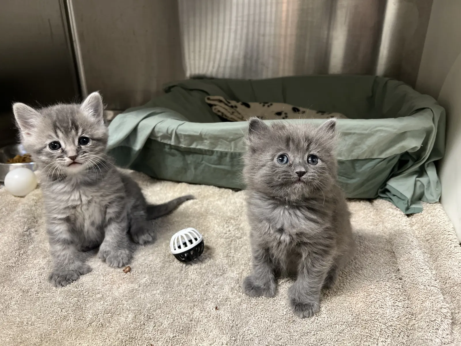 Help a Lost Pet Return Home - Ottawa Humane Society
