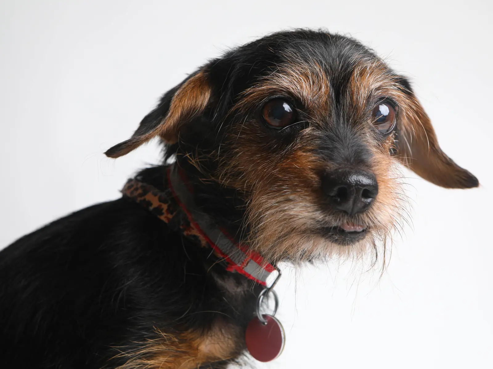 Giving Up Your Pet - Ottawa Humane Society